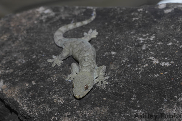 Wahlberg's Velvet Gecko | Project Noah