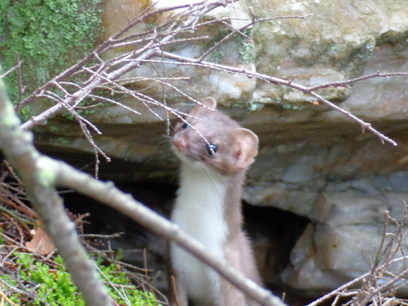 Short tailed weasel | Project Noah
