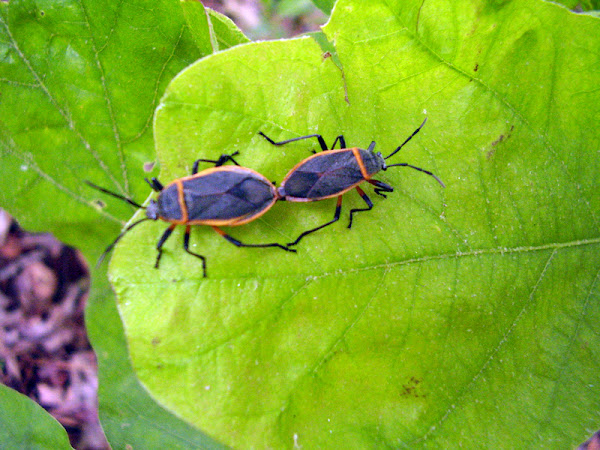 Largus bug | Project Noah