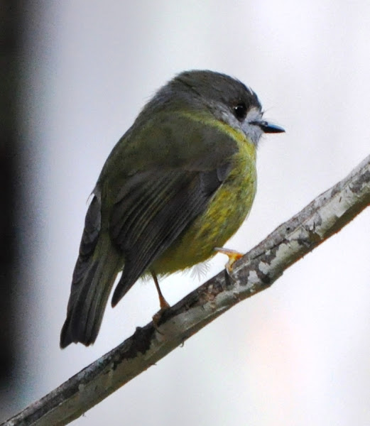 Pale Yellow Robin | Project Noah