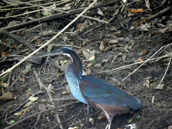 Agami Heron | Project Noah