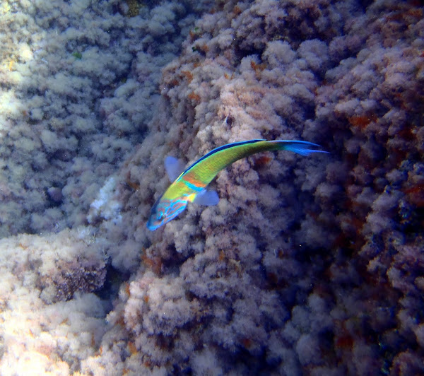 Pez verde (macho) | Project Noah