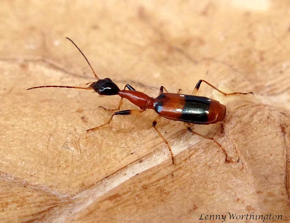 Ground Beetle | Project Noah