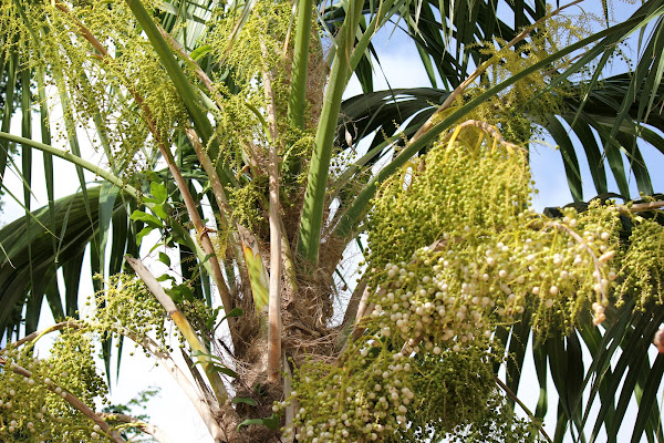 Guano or Chit Palm | Project Noah