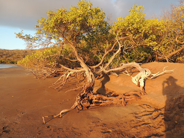 Button mangrove | Project Noah