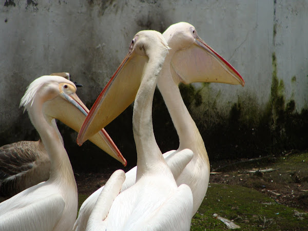 Pelican | Project Noah