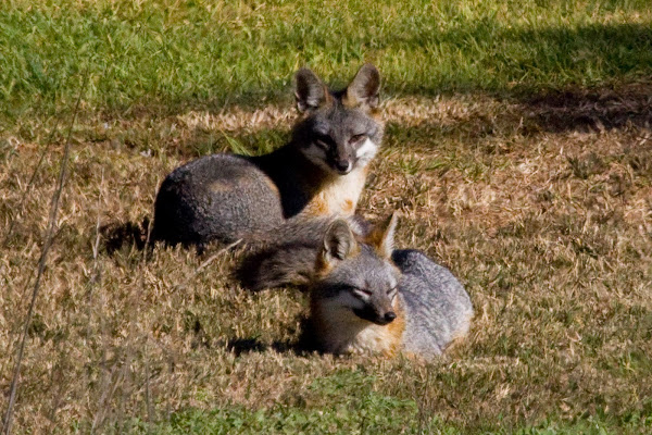 Gray Fox | Project Noah