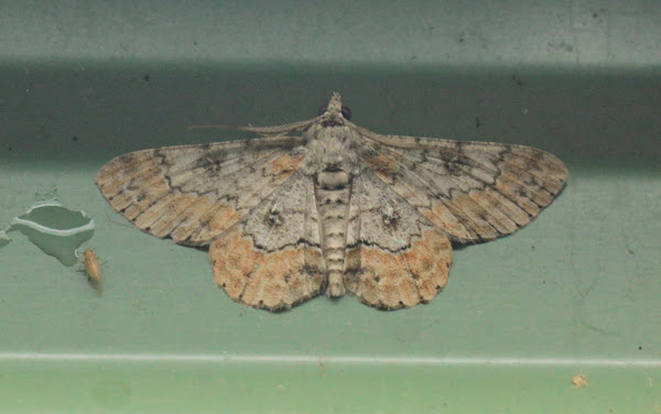 Geometrid Moth | Project Noah