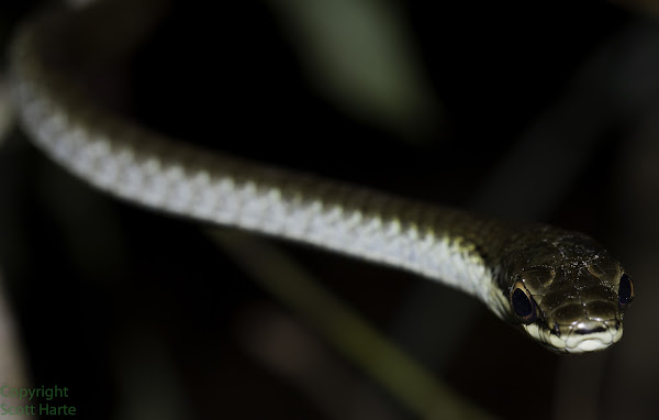 Northern Tree Snake | Project Noah