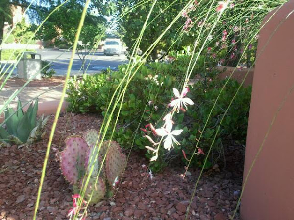 Guara | Project Noah