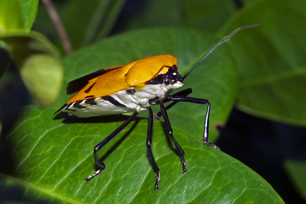 Man-face Bug | Project Noah