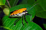 Man-face Bug | Project Noah