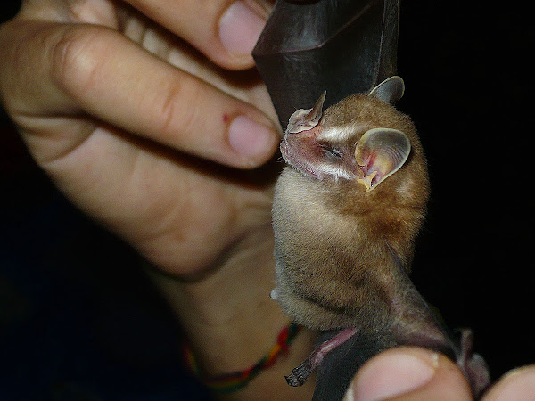 Striped Yellow-eared Bat | Project Noah