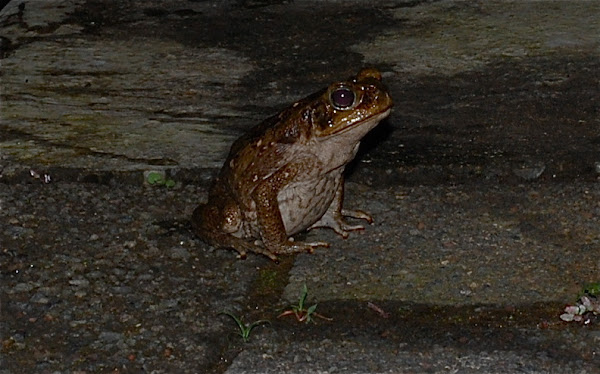 Bufo Frog | Project Noah