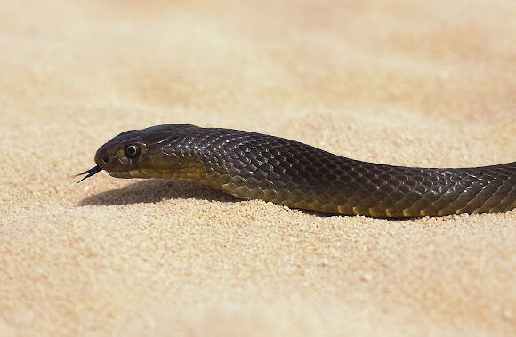 Western Brown Snake | Project Noah