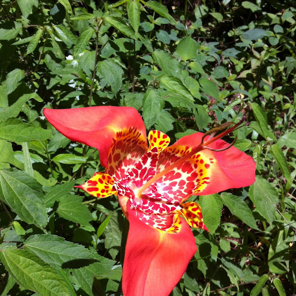 Plantas en Guatemala Departamento | Project Noah