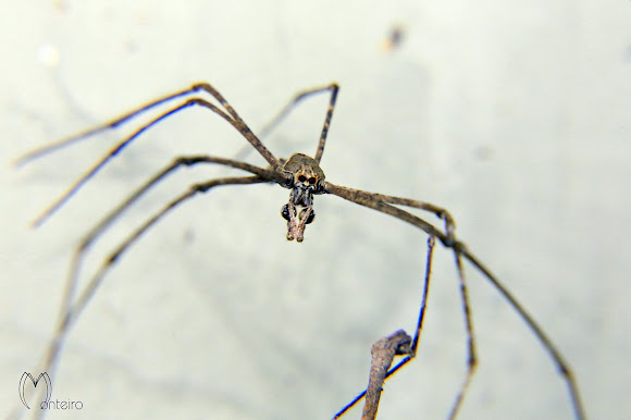 Net-casting spider | Project Noah