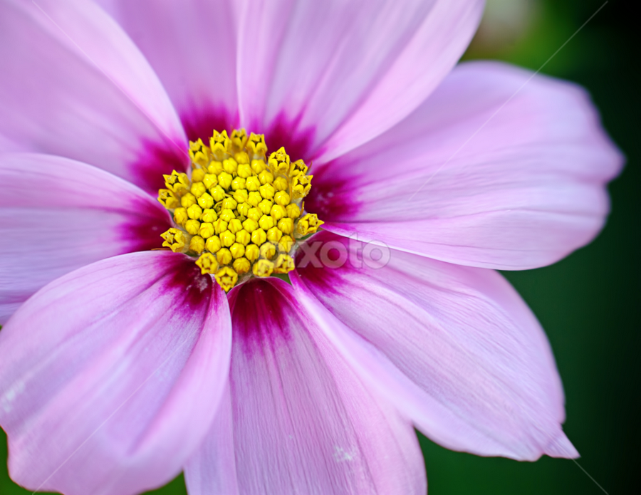 Beautiful Single Flower Pic Hd | Best Flower Site