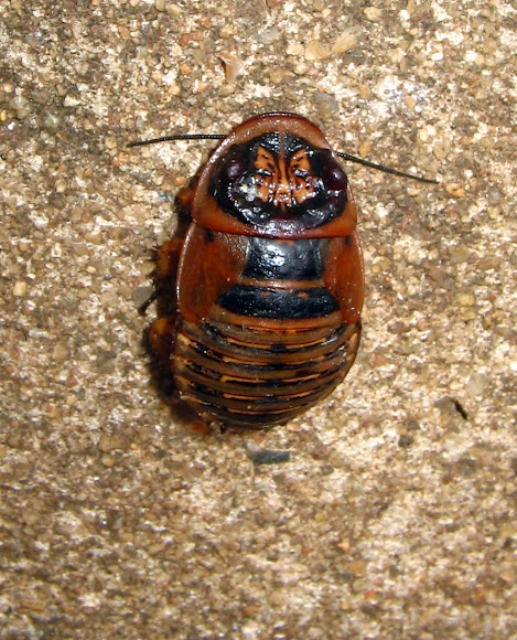 Barata Cascuda | Project Noah