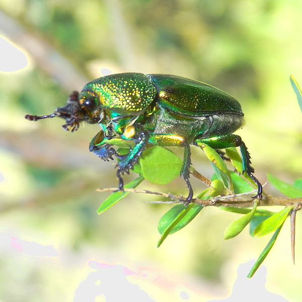 Golden Stag beetle (♀) | Project Noah