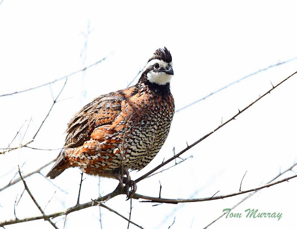 Northern Bobwhite | Project Noah