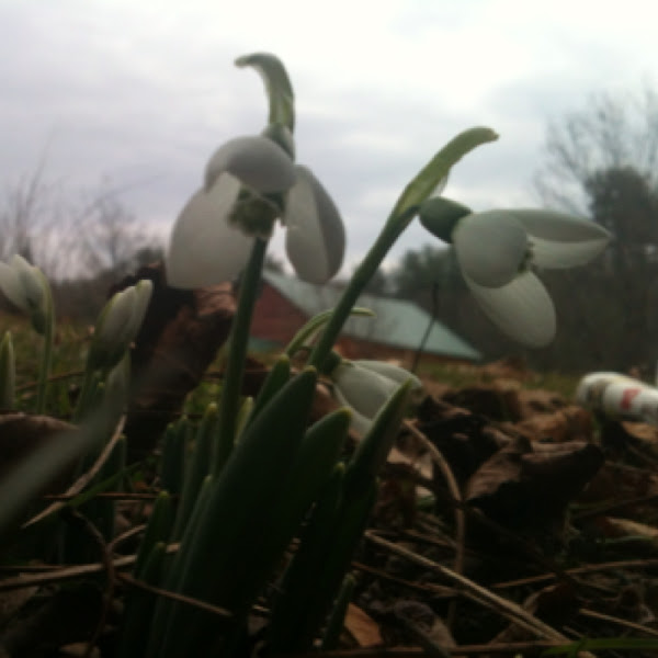 Snowdrop | Project Noah