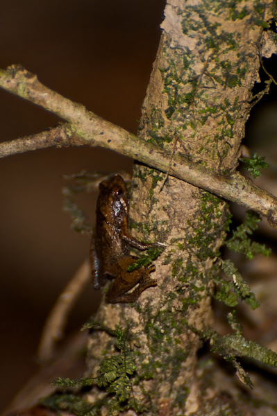Yellow-bellied Puddle Frog | Project Noah