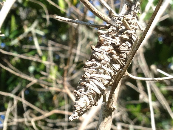 Bagworm | Project Noah