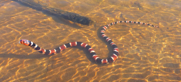 Coral snake | Project Noah
