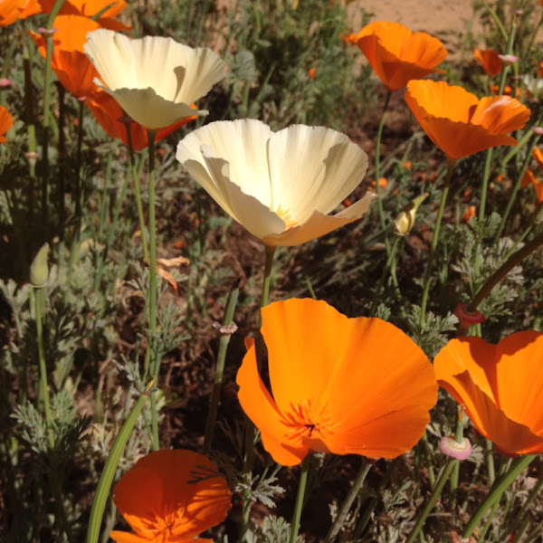 California Poppy | Project Noah