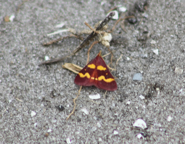 Coffee-loving Pyrausta Moth | Project Noah