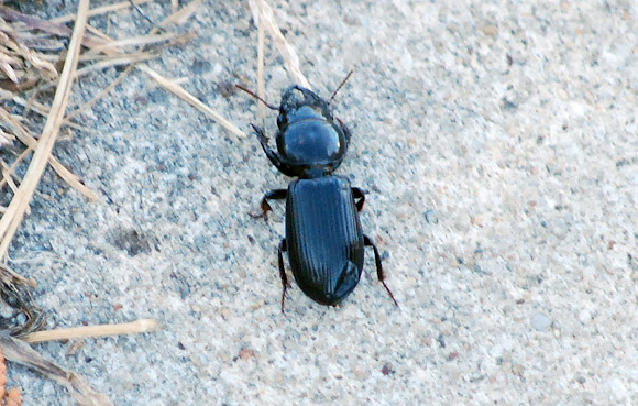 Common Black Ground Beetle | Project Noah