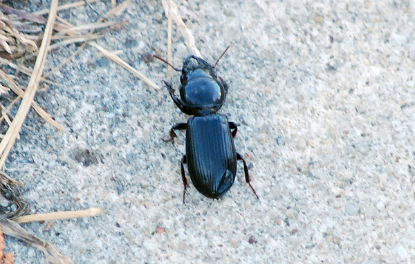 Common Black Ground Beetle | Project Noah