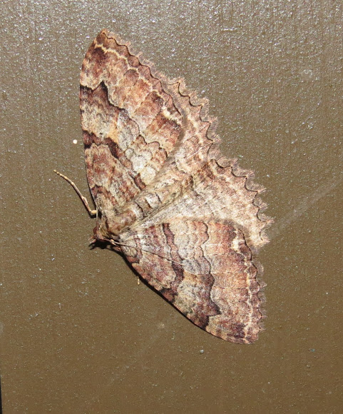 Tissue Moth | Project Noah