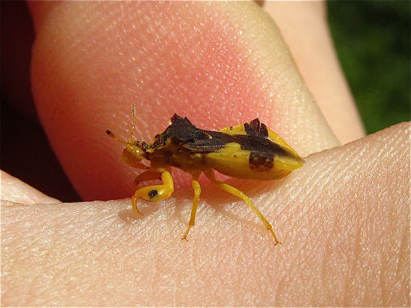 Pennsylvania Ambush Bug | Project Noah