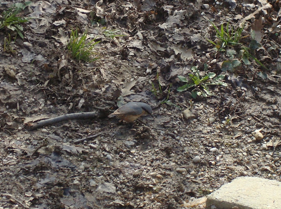 Nuthatch / Brgljez | Project Noah