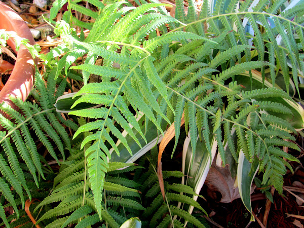 Southern Shield Fern | Project Noah