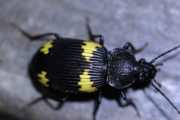 Ground Beetle | Project Noah