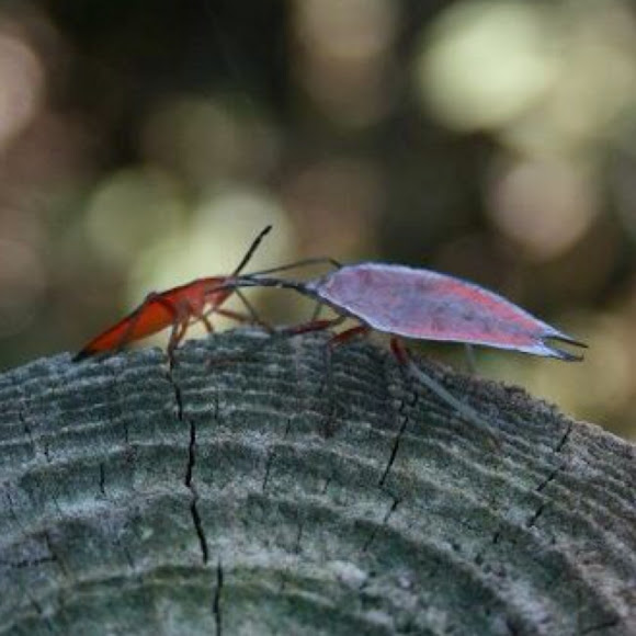 Lychee Stink Bug | Project Noah