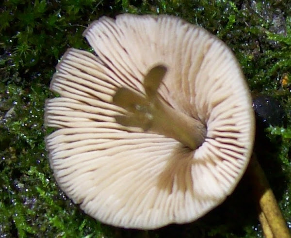 Star Pinkgill? | Project Noah