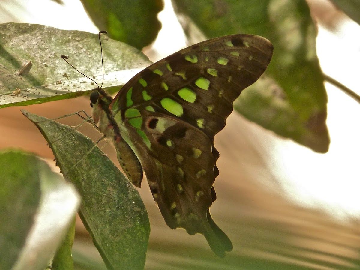 Tailed Jay | Project Noah