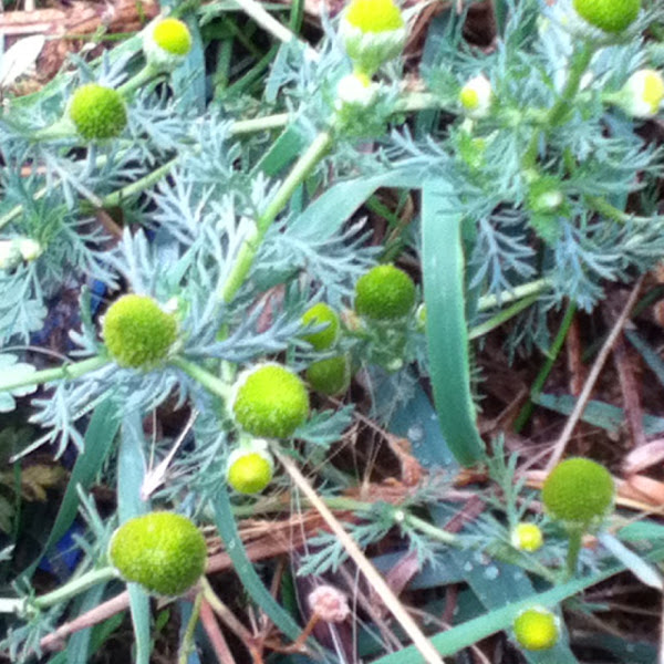 Silver Cotula | Project Noah