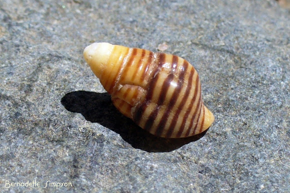 a Spindle Shell | Project Noah