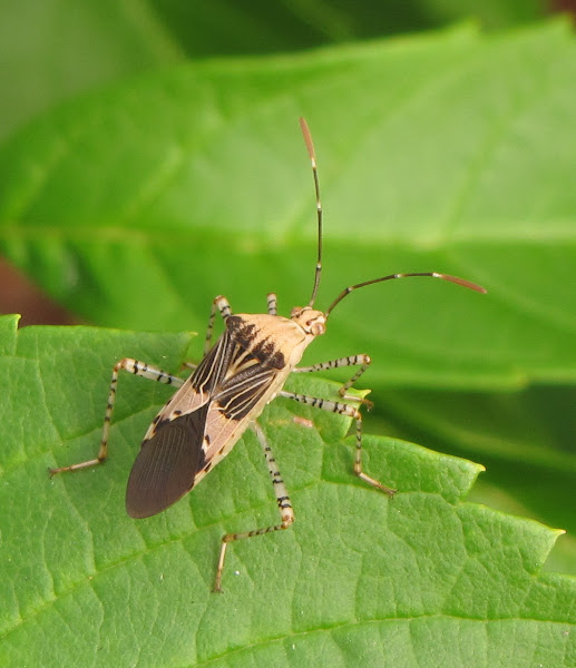 Spot-sided Coreid | Project Noah