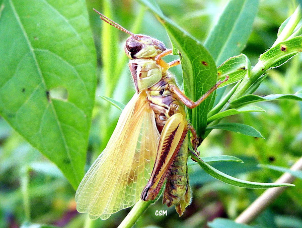 Grasshopper Exoskeleton/Newly emerged Grasshopper | Project Noah