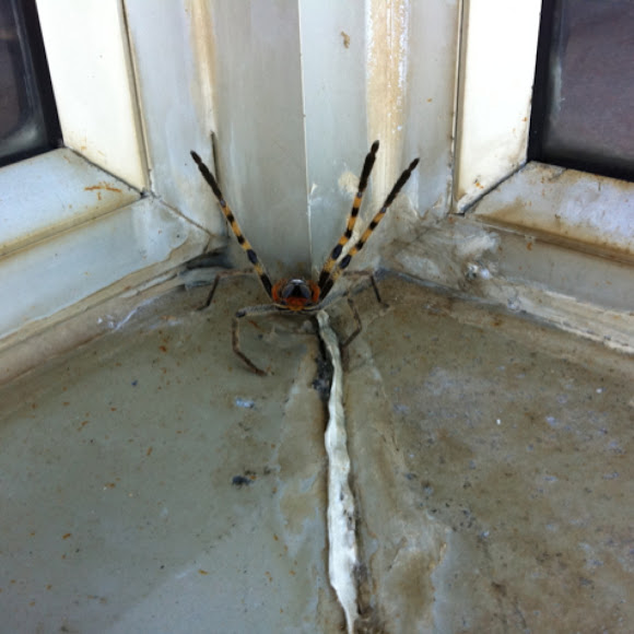 Palystes - JungleKey.in Image