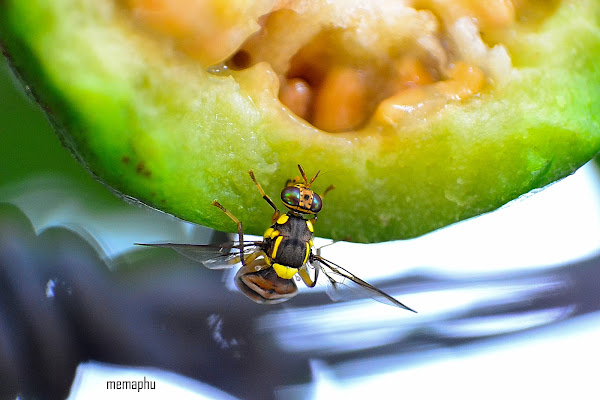 Oriental Fruit Fly | Project Noah