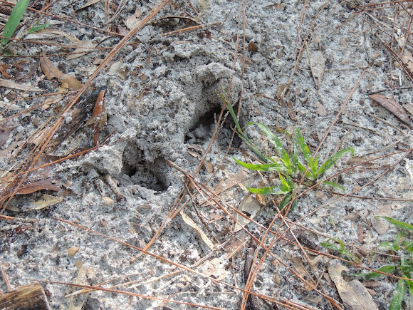 wild boar track? | Project Noah