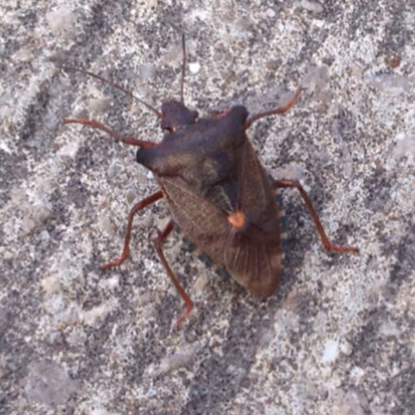 Forest Shieldbug | Project Noah