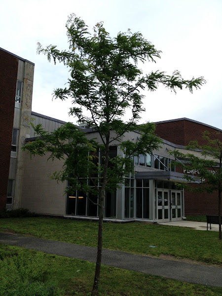 Honey Locust | Project Noah